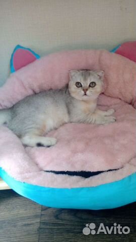 Шотландский вислоухий котенок бесплатно