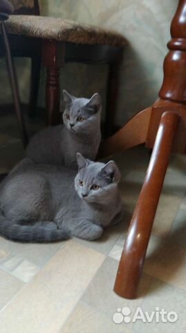 Британские котята