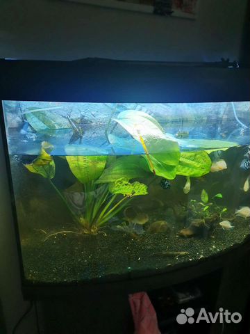 Эхинодорус в большой аквариум