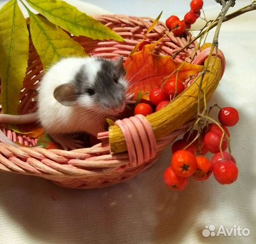 Крысята от rat love мальчики