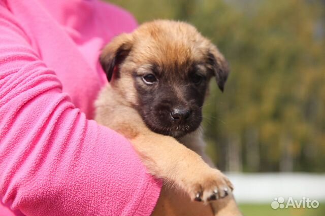 Самый маленький щенок из помета в приюте, ищет дом