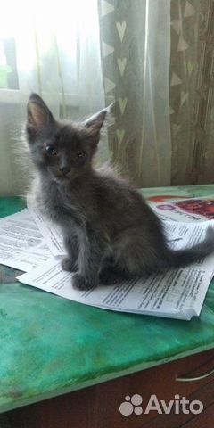 Серебристо серый пушистый котенок