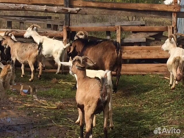 Коза нубийская