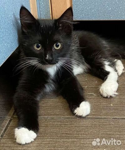 Малышка Маркиза