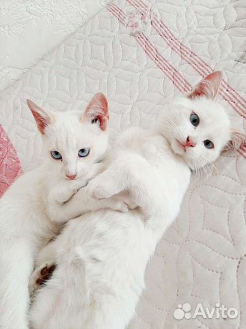 Отдадим котят в добрые руки. Возраст 4 месяца. Бел