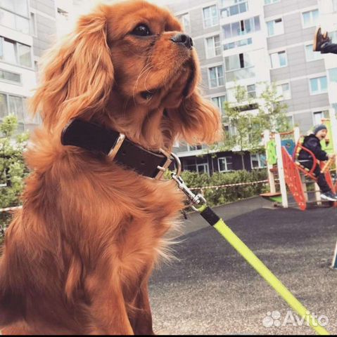 Случка собаки кавалер Кинг Чарльз спаниель