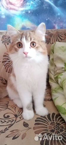 Котик Барсик