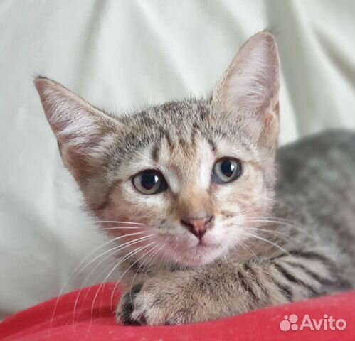 Маленький Ушастик