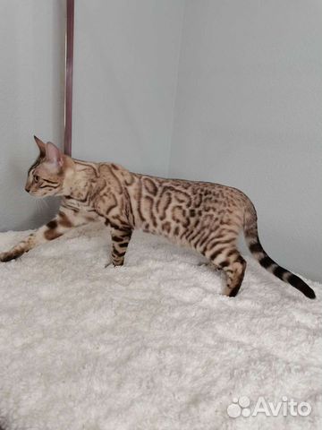 Бенгальская кошка