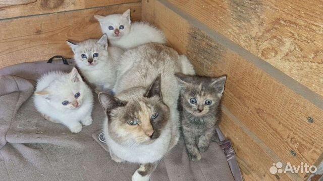 Котята бесплатно