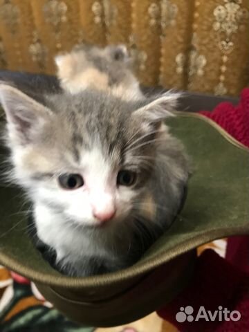 Отдам в дар месячного котенка