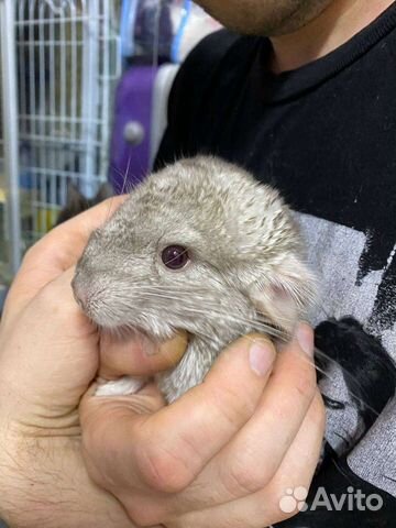 Шиншиллята мальчики