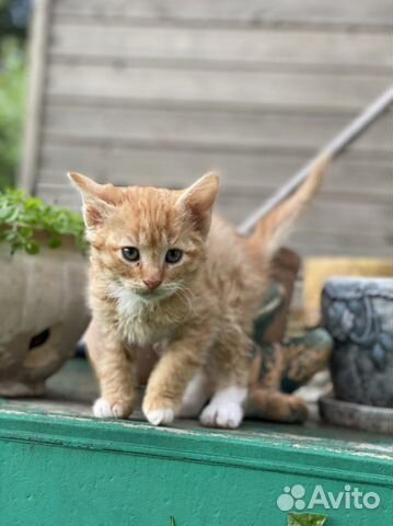 Кудрявые котята