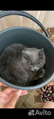 Кот