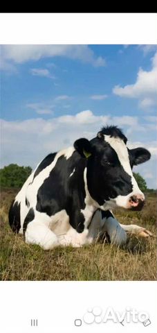 Корова, индоутки, овцы