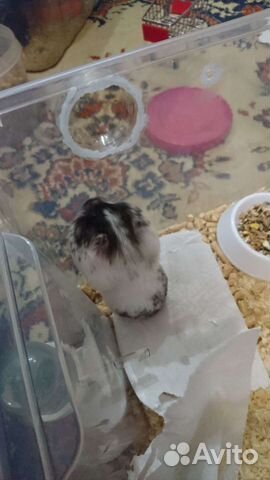 Сирийские хомяки