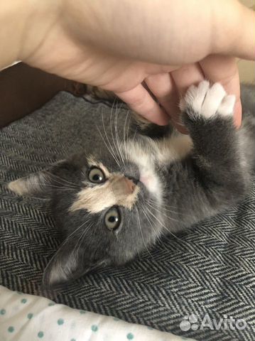 Коша в добрые руки
