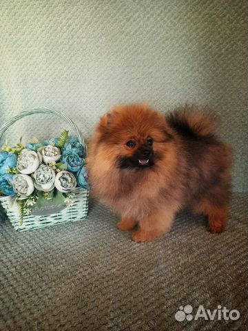 Веселый пушистик