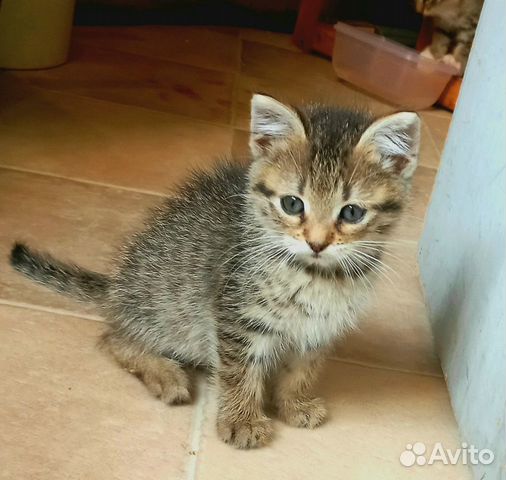 Котенок Поночка