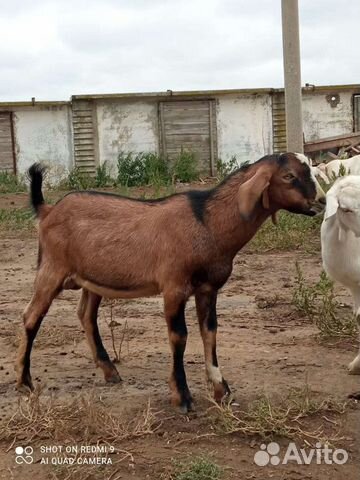 Англо нубийские козлы