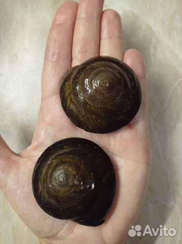 Караколус Экселенс