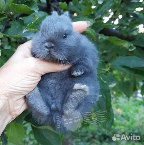 Мини малыш