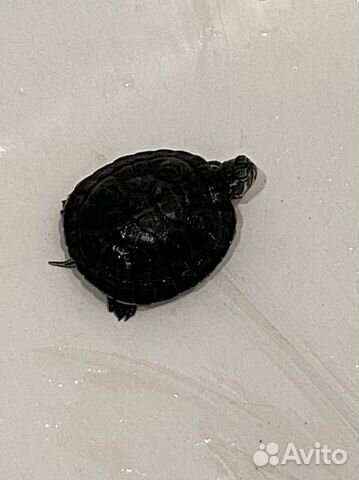 Маленькая красноухая черепашка