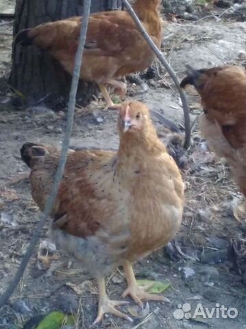 Молодки Кучинские юбилейные