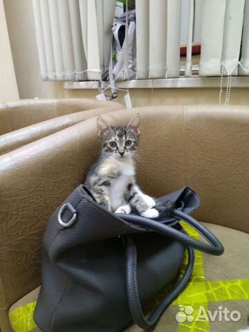 Кошка