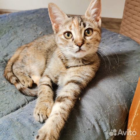 Красивый пестрый котенок в поисках дома