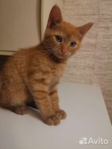 Кот в добрые руки