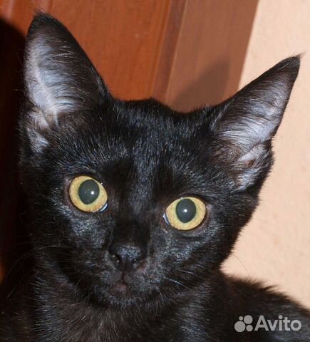 Черный котенок Искра, 4 месяца