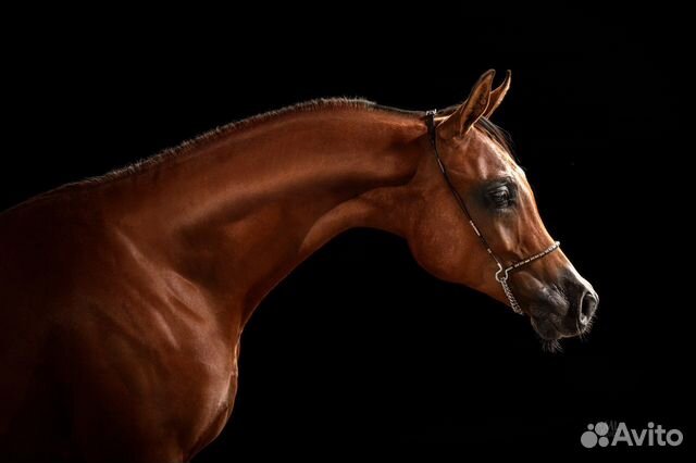 Арабский жеребчик