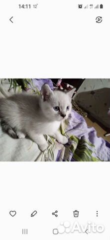 Котенок мальчик.В добрые руки