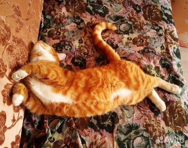 Котик Макс ищет дом