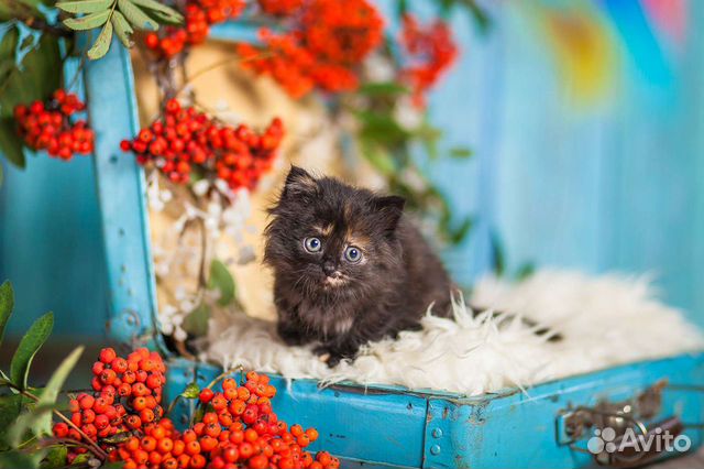 Котёнок в добрые руки бесплатно