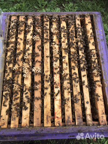 Продаю пчелосемьи с ульями