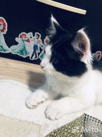Котенок ищет дом