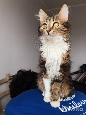 Кошка ищет котика