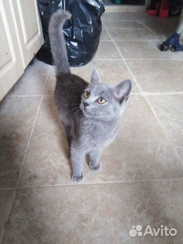 Британская