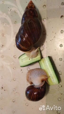 Улитки ахатины