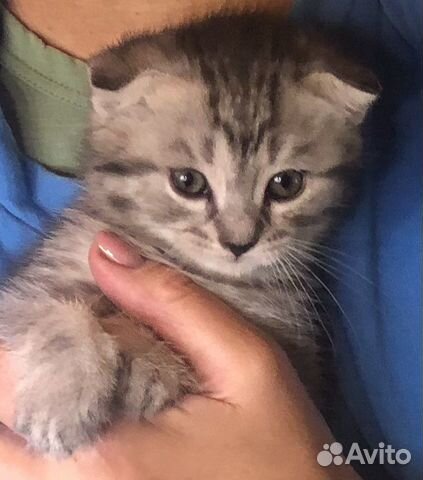 Котенок вислоухий 1,5 месяца