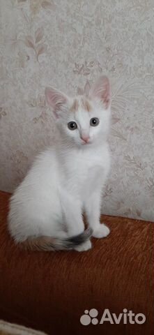 Котенок, девочка ищет семью