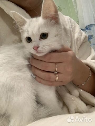Котенок