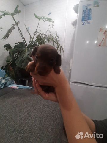 Щенки шоколадной карликовой таксы