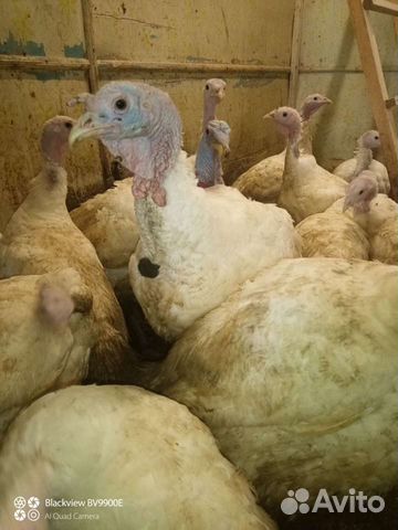 Холмогорские гуси