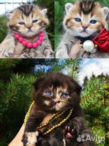 Малышки на миллион