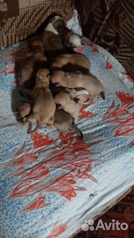 Щенки питбуля