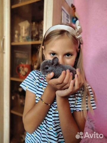 Шиншилла (самочка)