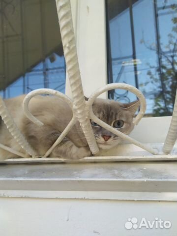 Найдена сиамская кошка